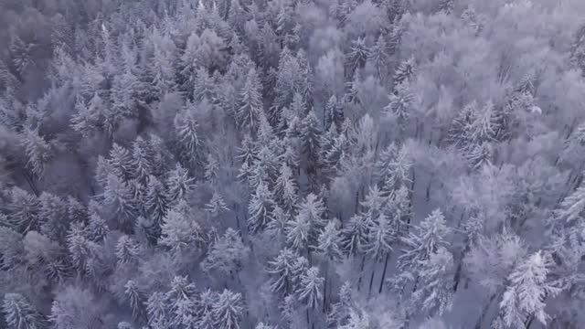 winter music relax. зимняя спокойная фоновая музыка для настроения, природа лес animals