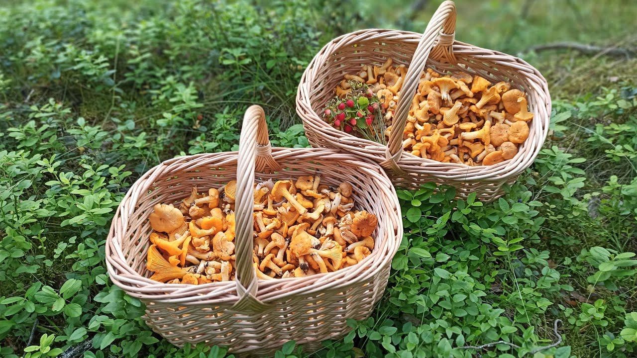 На охоту за лисой, в Подмосковье полно лисички, белые грибы, грибы в Подмосковье 2020