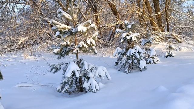Выдержки из школьных сочинений