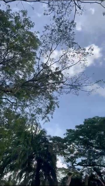 зоопарк в Сингапуре