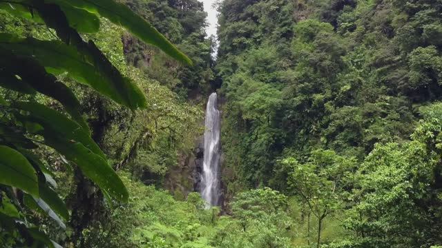 292. Доминика