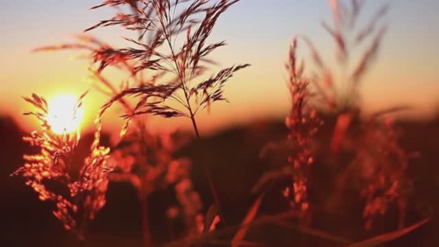 🎵 ПРИРОДА 🎵