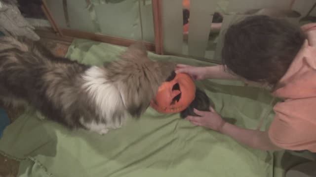 Блэкки и Лета хеллуин2023