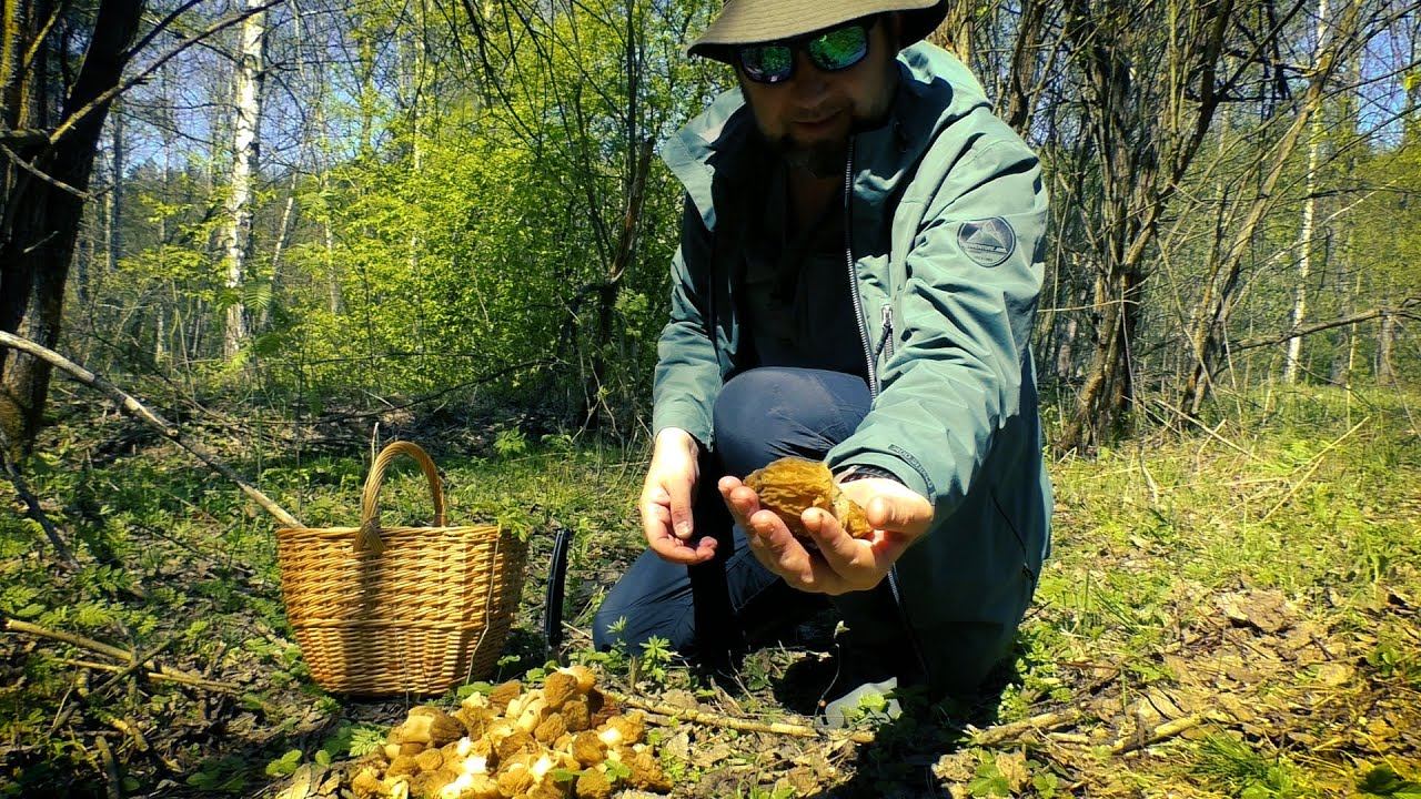 Сморчковая шапочка на каждом шагу | Я в шоке от сморчков гигантов!