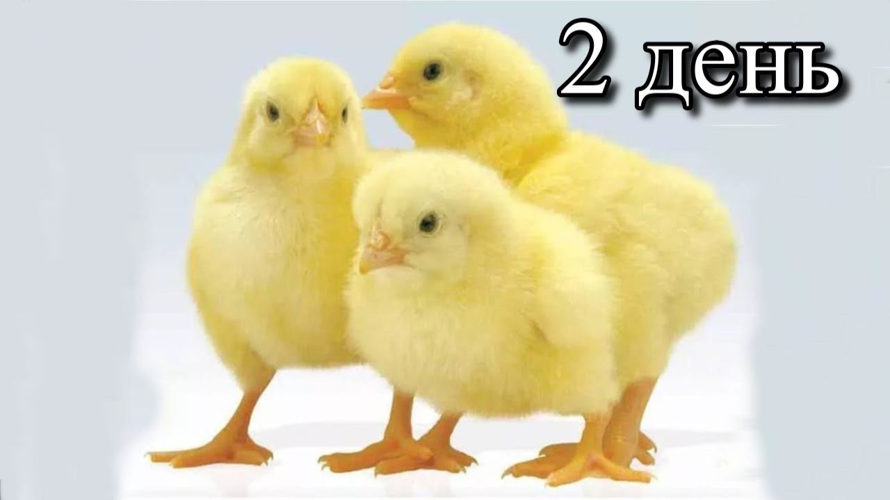 День 2. Поение бройлеров йодом и пробиотиком | Температура в брудере