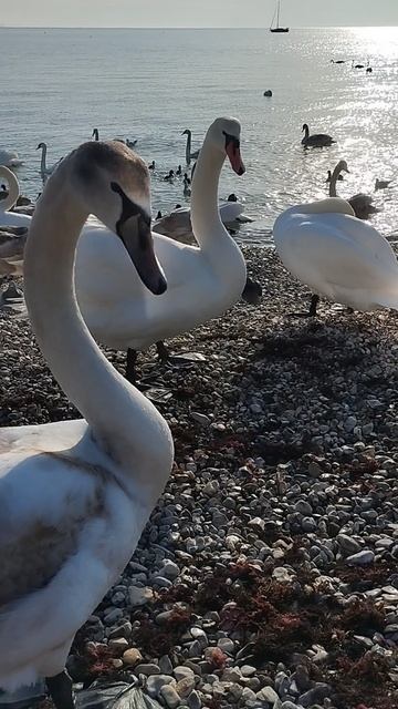 Лебеди в Евпатории