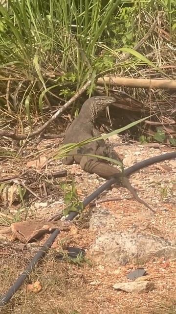 Встретили варана на Шри-Ланке