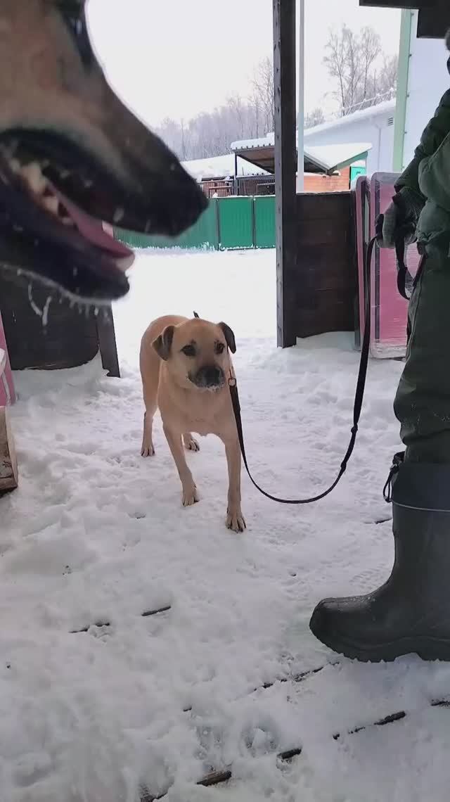 "Из клана поводковых" ❥ Приют в Малинках #приютдляживотных