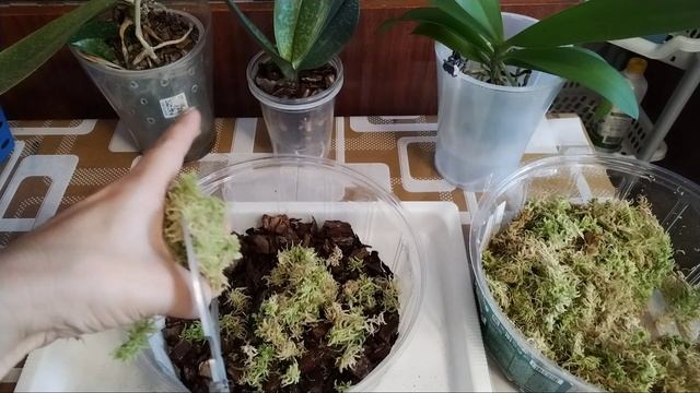 Снимаю детку Стюартиана Пико Чип. Пересадка Тайсуко Джаспер, тестирование нового грунта 💞