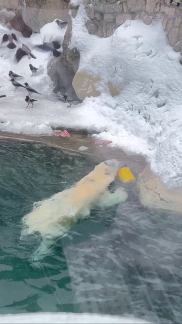 Кто такой белый-белый и очень любит зиму?