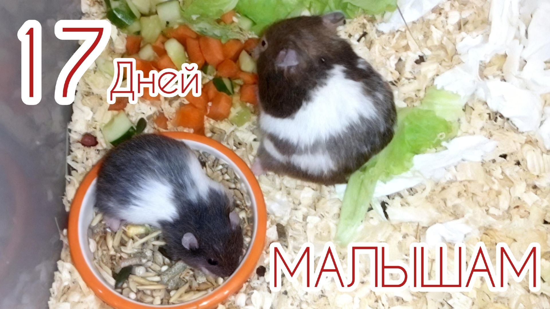 Малышам 17 дней. #хомяки