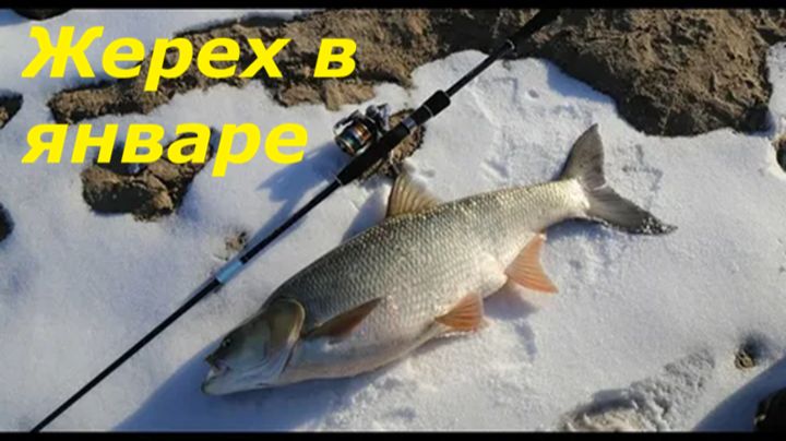 КАК ЛОВИТЬ ЖЕРЕХА в ЯНВАРЕ? НАЖИВКИ и СНАСТИ для ЛОВЛИ ЖЕРЕХА. МЕСТА ДЛЯ РЫБАЛКИ ЗИМОЙ