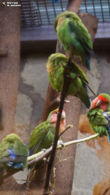 Суетливые попугаи-неразлучники. Ленинградский зоопарк