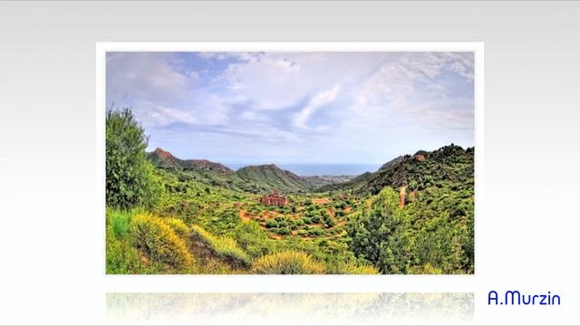 Fungus - Virgin Forest