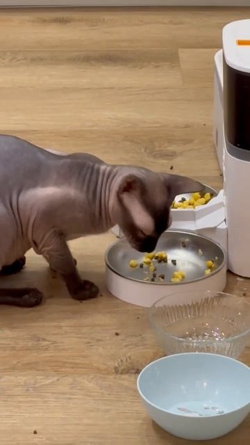 Кошка вегетарианка #сфинкс #петерболд #смешные_видео_животные_котики