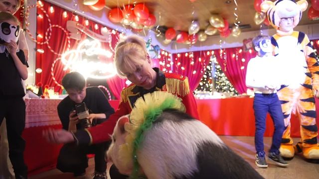 Шоу со свинками