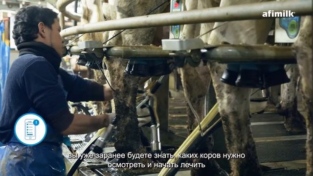 Здоровье коровы – Советы от экспертов по молочному животноводству