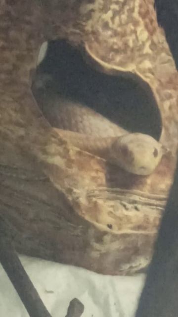 Карамелька в домике. 18 января 2026 г.