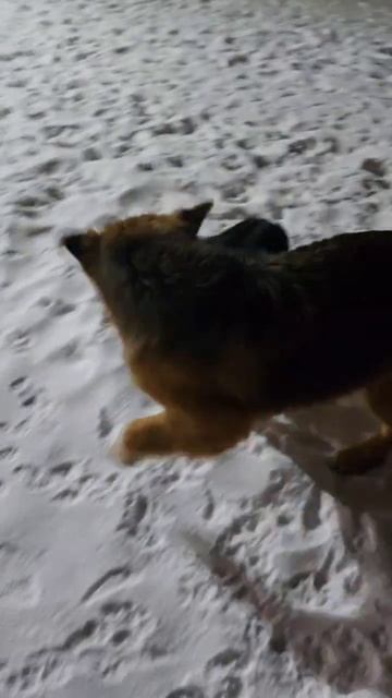 Жила себе спокойно наша Баларис Имидж