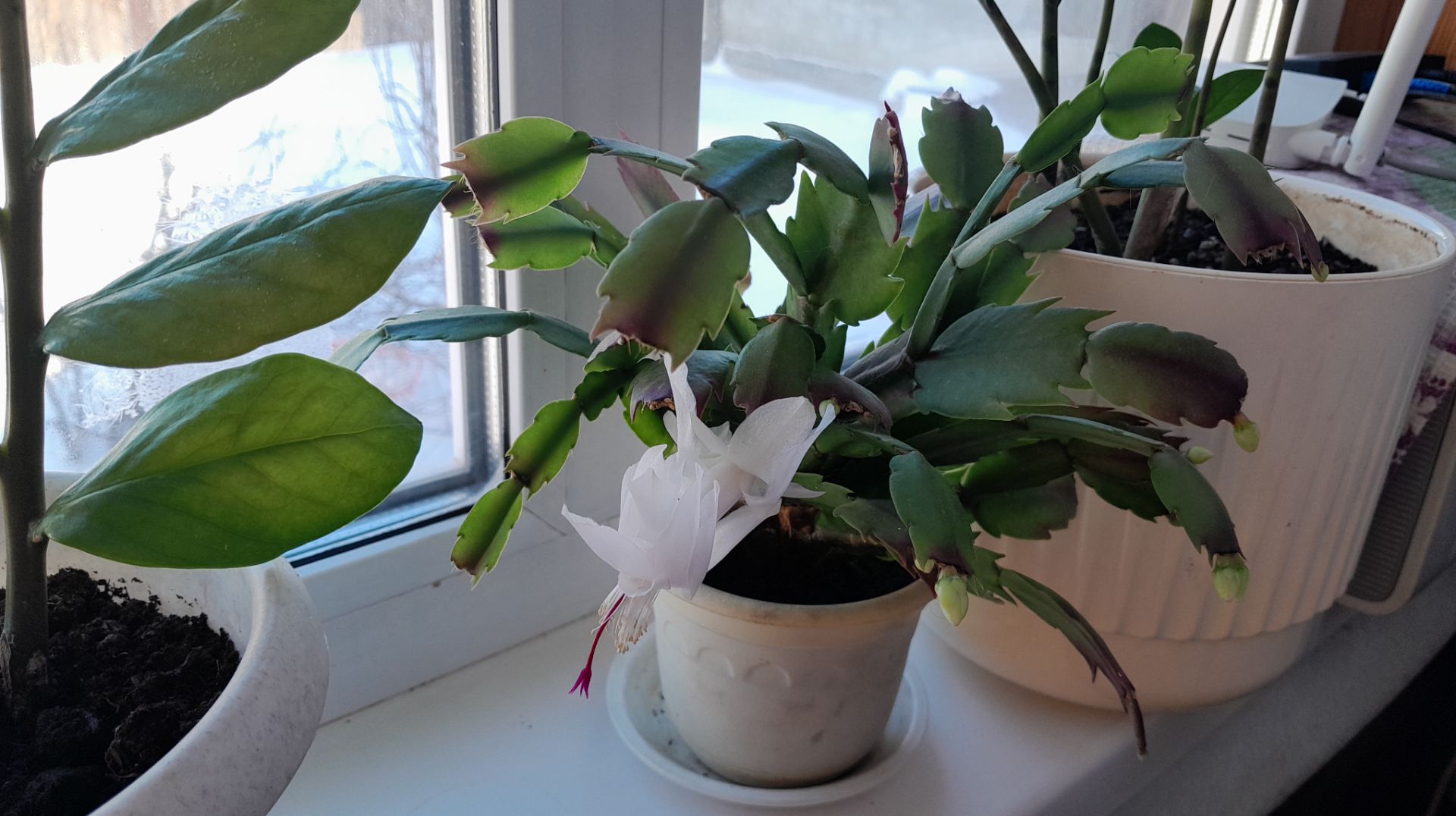 Крещение в деревне/ Яблочно Морковный пирог/Мясо на луковой подушке/Домашний влог 19.01.2026