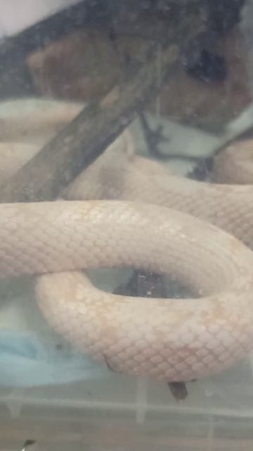 Карамелька... 15 января 2026 г.