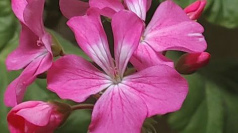 Зацвели пеларгонии. История продолжается.