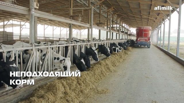 Пищеварение в группе – Советы от экспертов по молочному животноводству