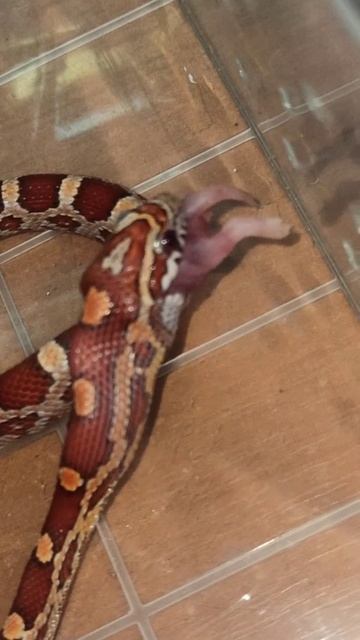 Кормление малыша маисового полоза №5 из первой кладки. 18 января 2026 г.