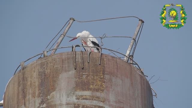 Перевозский аист