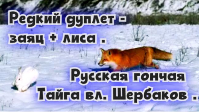 Редкий дуплет - заяц + лиса .Русская гончая Тайга вл. Шербаков .#охотасгончей#живо #топ #hunting