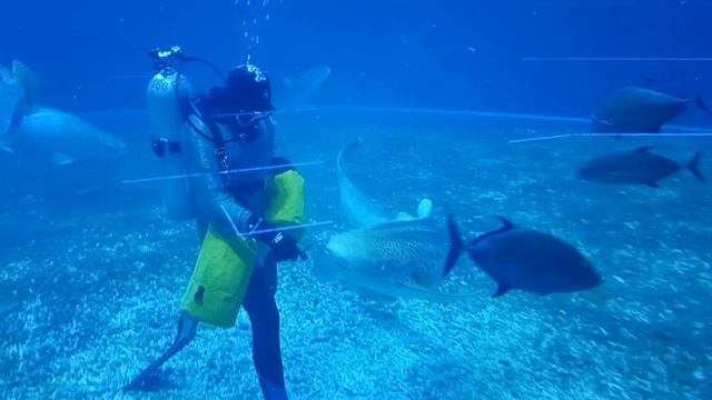 Владивосток#ОкеанариумПриморский#моясемья##Пермскийкрай#