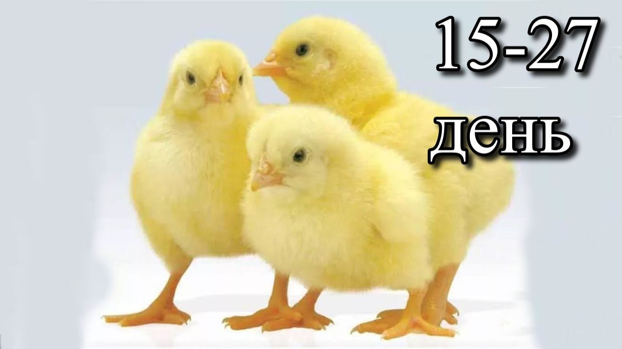 Цыплята Бройлеры 15-27 день, Контрольное Взвешивание, добавление зерновых, кальция