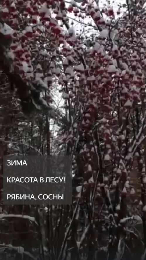 Зимняя сказка. Красота в лесу. Снег. Сугробы. Рябина. Сосны. Очень красиво! Природа. #Shorts