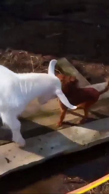 Козлёнок против собаки