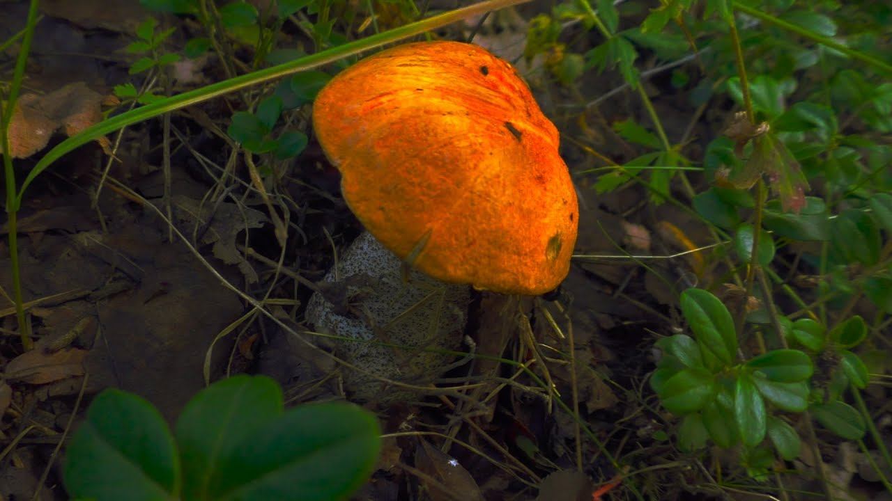 В поисках новых грибных мест | Восточное Подмосковье