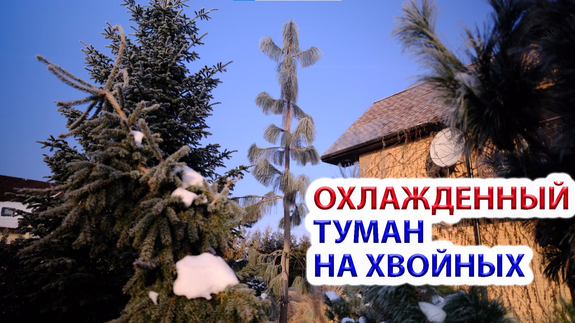 Охлажденный туман на декоративных хвойных в Ростове