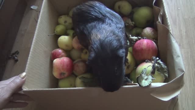 Блэкки осенние заготовки сент 2023