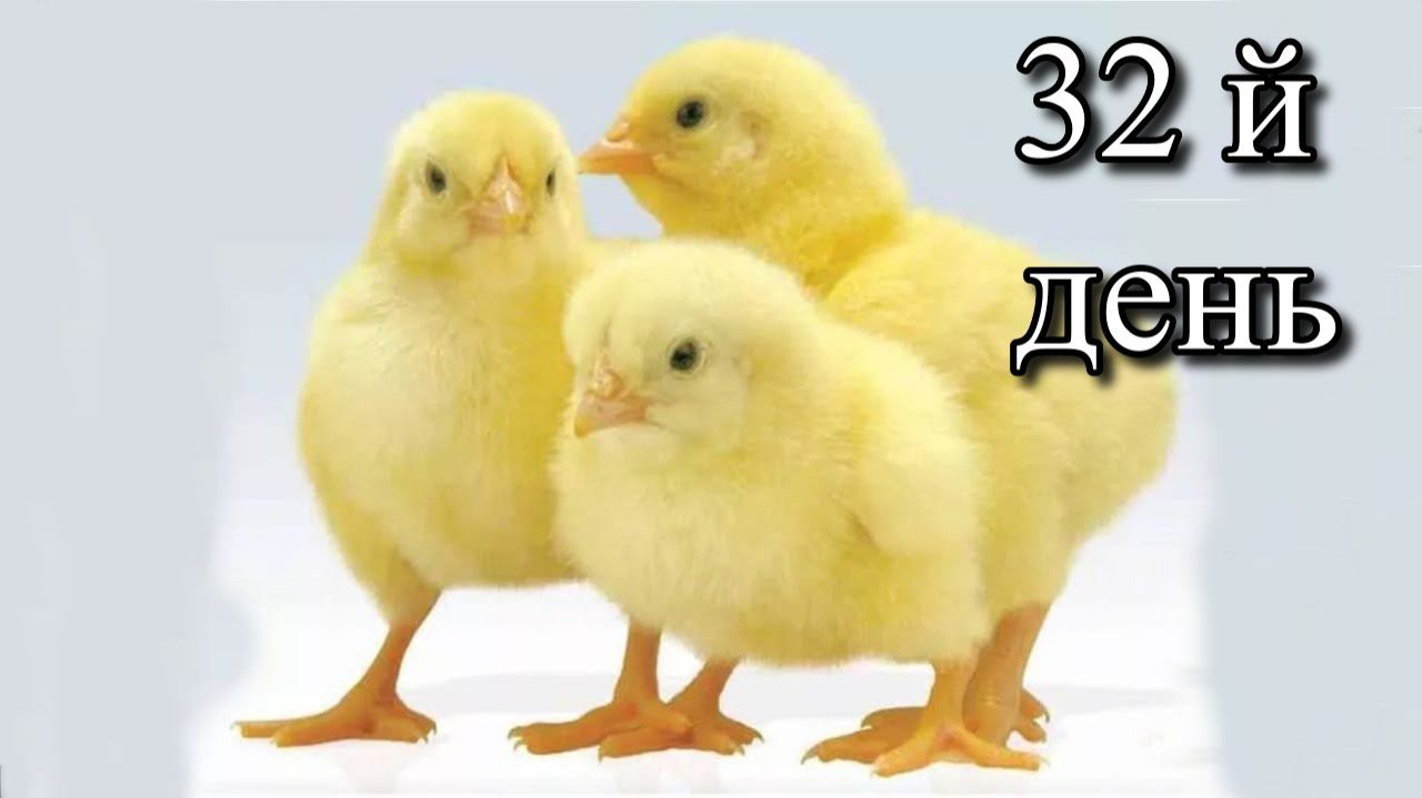 Бройлеры 32 день выращивания | Вес, расход корма, итоги | Выращиваем дома