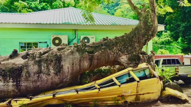 293. Розо, Доминика