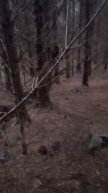 Прячущееся черное существо за деревом