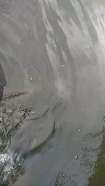 Лето, речка, окуньки...