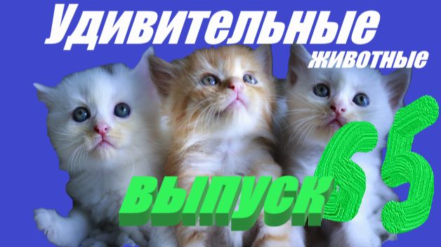 Удивительные животные выпуск 65 #юмор #развлечения #4К