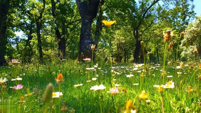 🌿🌞Начните свой день с позитивной энергии весенних звуков🌿 Медитация в свежей утренней атмосфере