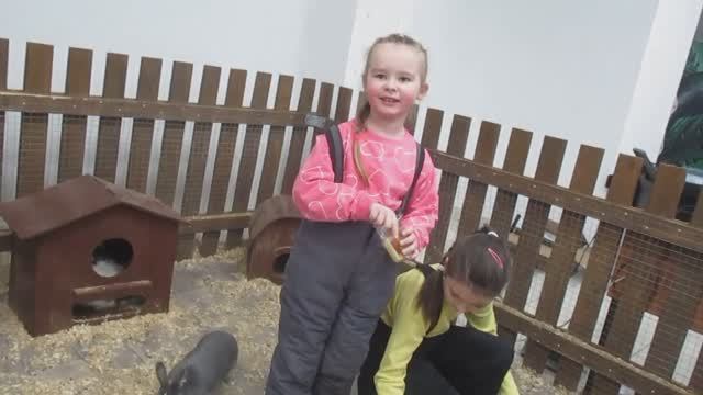 Выставка кроликов