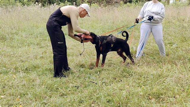 Рабочий доберман питомника служебных собак в Москве - Lord Svarog. Некупированный черный доберман.
