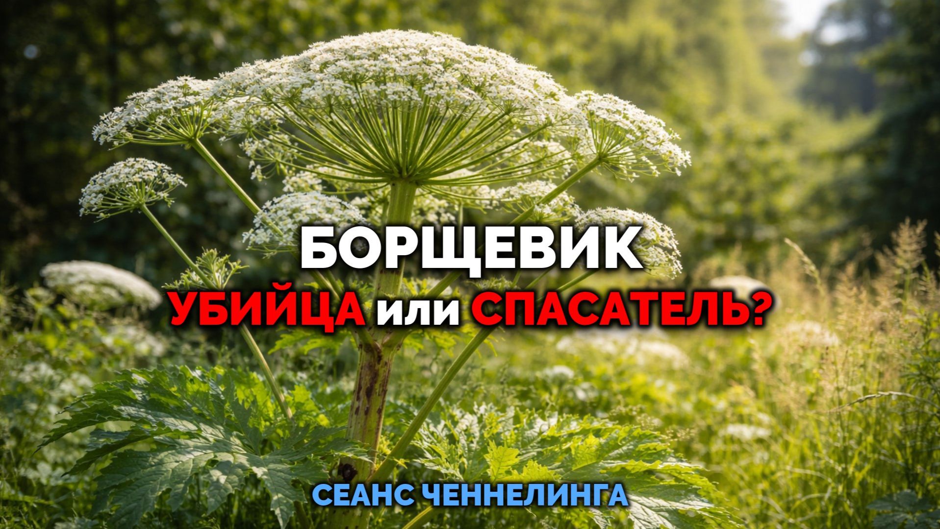 БОРЩЕВИК УБИЙЦА ИЛИ СПАСАТЕЛЬ