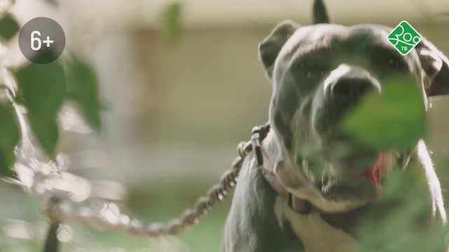 Бойцовый клуб. Анонс. Канал ЗОО ТВ