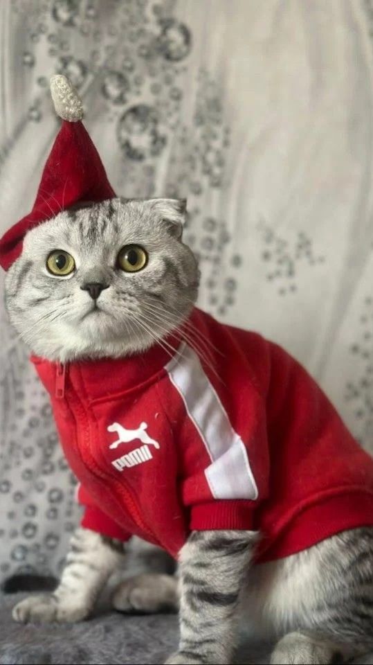 Котик который не любит фотосессию