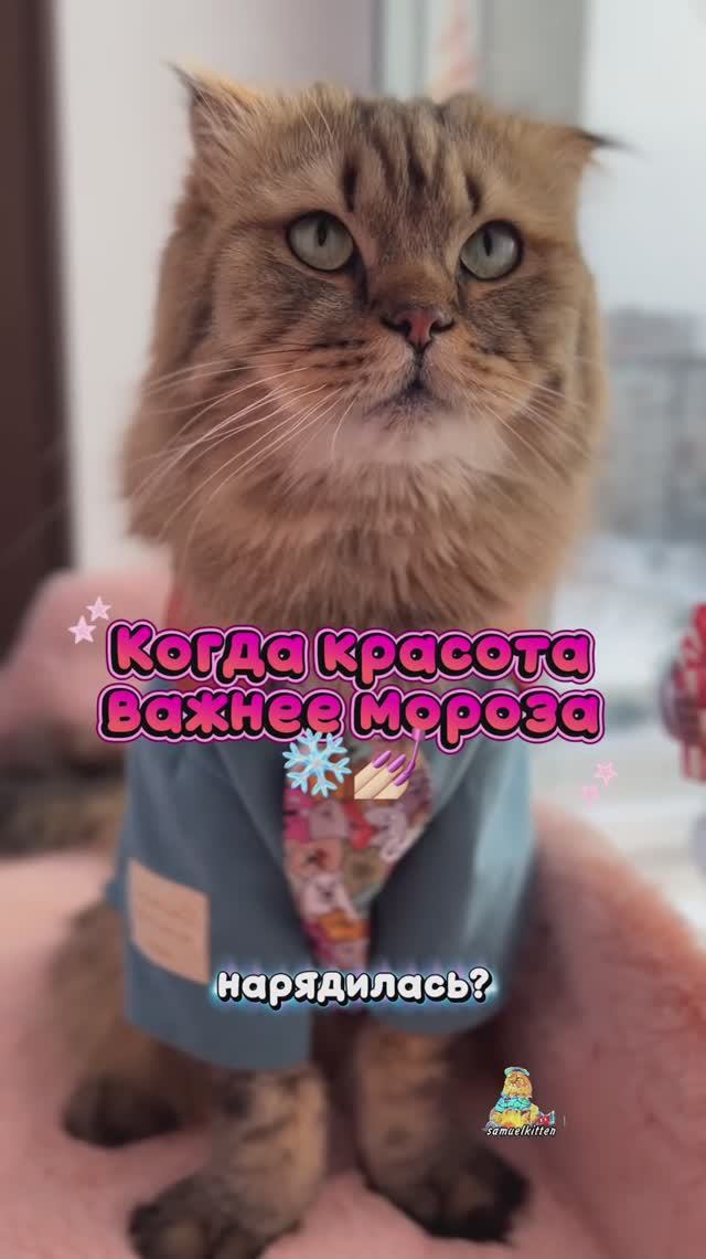 Когда красота важнее мороза!💅🏻😹 #котики #юмор #кошки