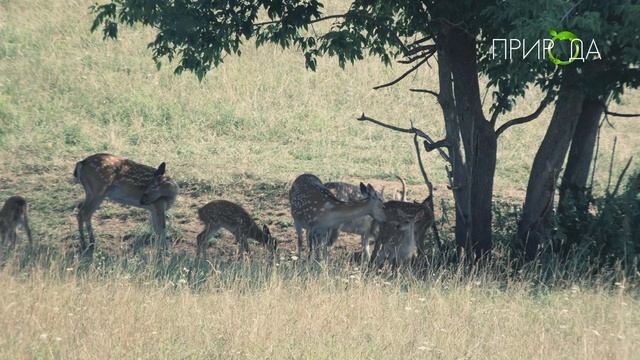 Природа. Пятнистый олень_3